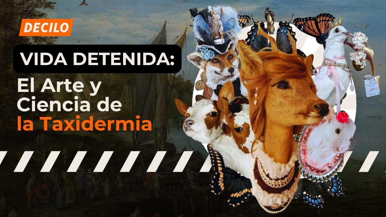 Vida detenida: arte y ciencia de la taxidermia - Decilo.news